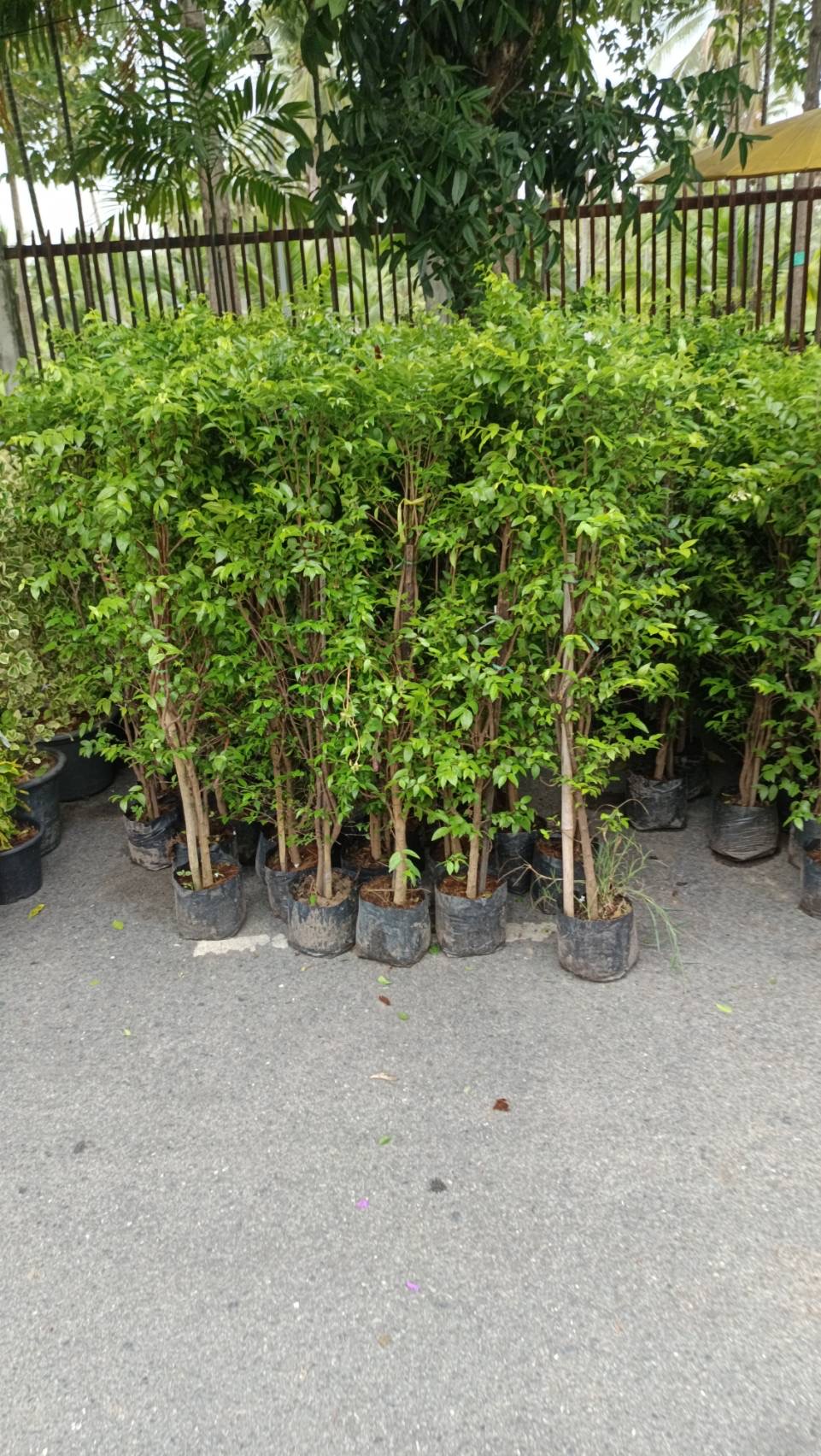 Murraya paniculata – Plant Nursery | AKJ Enterprise