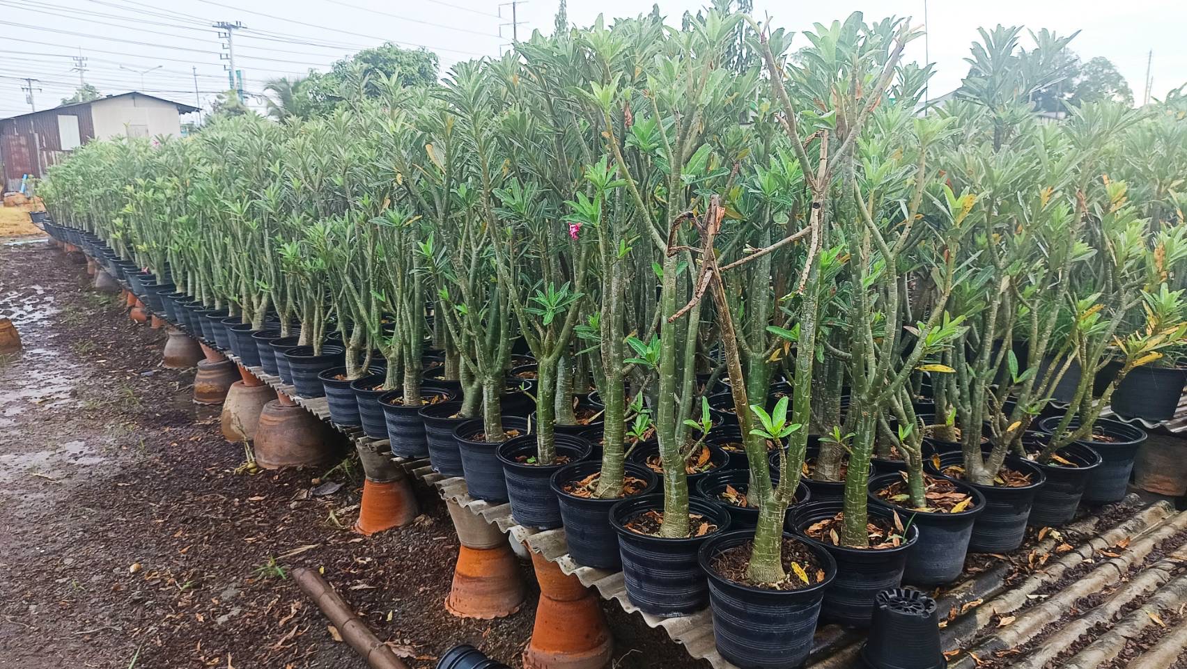 Adenium obesum – Plant Nursery | AKJ Enterprise